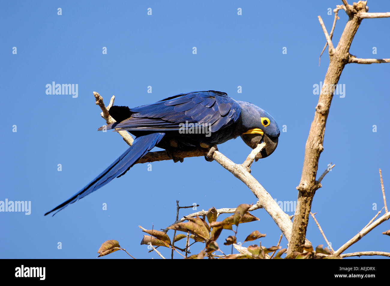 Blue Ara, macaw, Anodorhynchus hyacinthinus, Pantanal, Brasil Stock ...