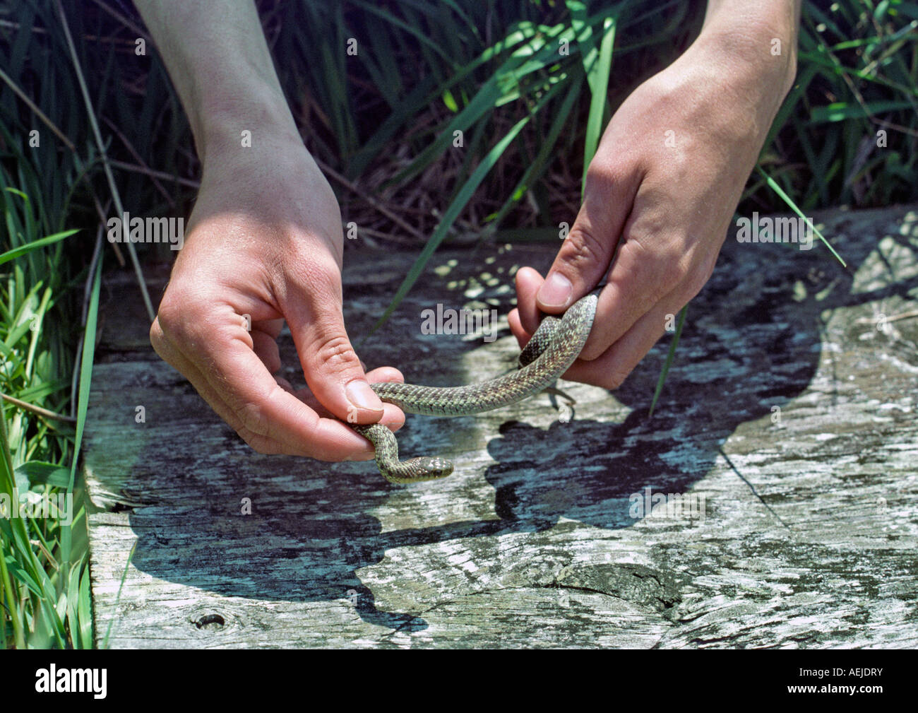 Snakes of canada hi-res stock photography and images - Alamy