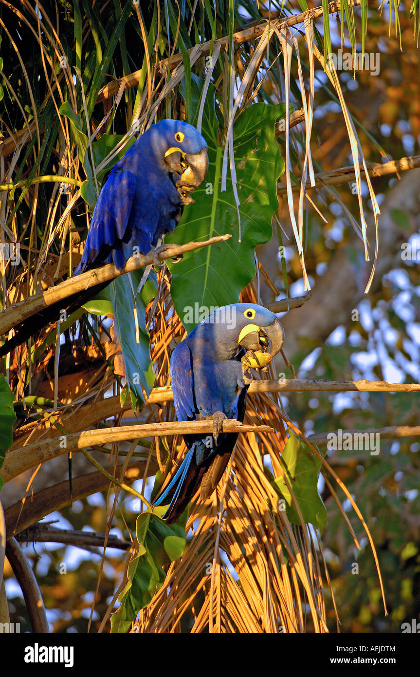 Blue Ara, macaw, Anodorhynchus hyacinthinus, Pantanal, Brasil Stock ...