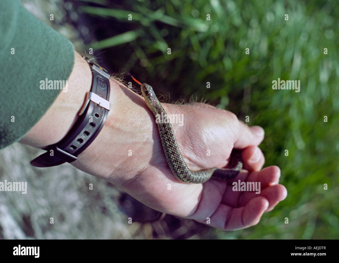 Snakes of canada hi-res stock photography and images - Alamy