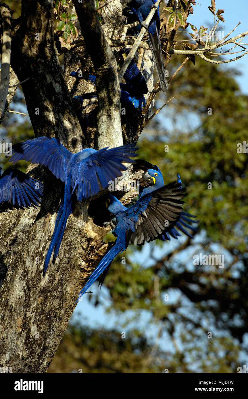 Blue Ara, macaw, Anodorhynchus hyacinthinus, Pantanal, Brasil Stock ...