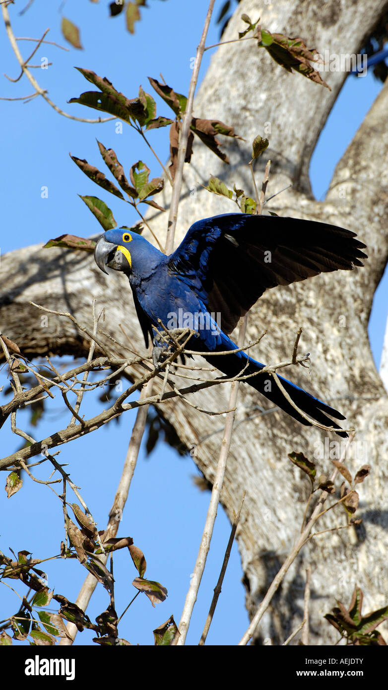 Blue Ara, macaw, Anodorhynchus hyacinthinus, Pantanal, Brasil Stock ...