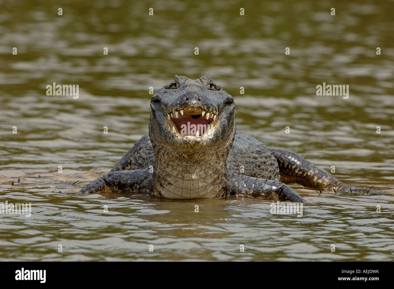 Krokodil brasilien hi-res stock photography and images - Alamy