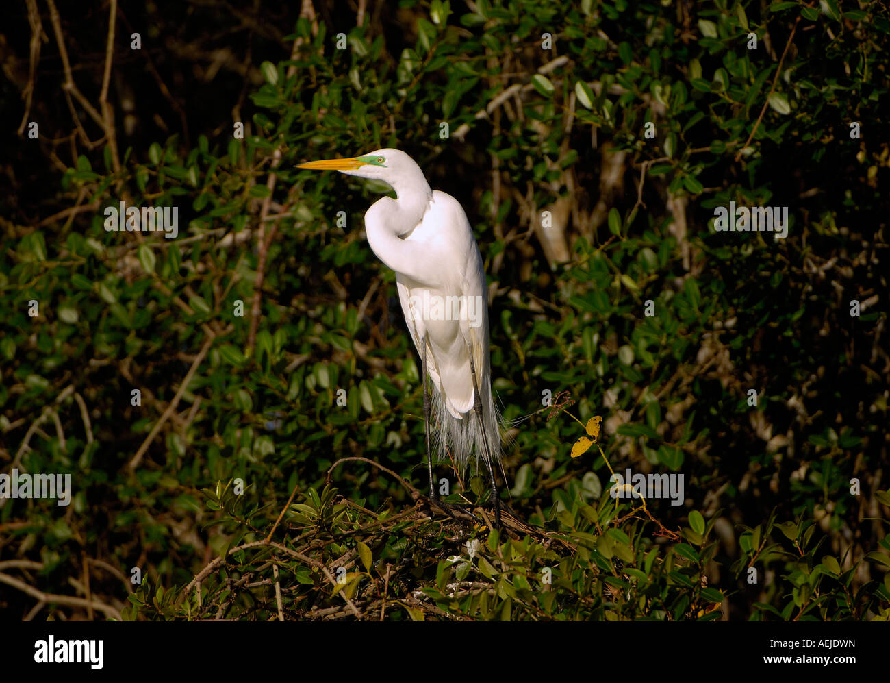 Silver Heron High Resolution Stock Photography and Images - Alamy