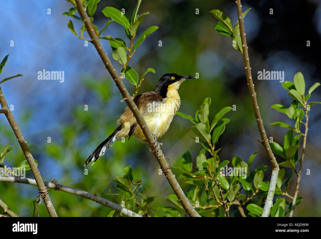 Donacobius atricapillus, Pantanal, Brasil Stock Photo - Alamy