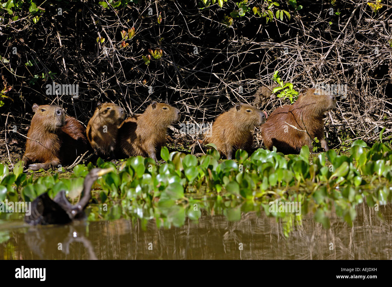 Capibara brasil hi-res stock photography and images - Alamy