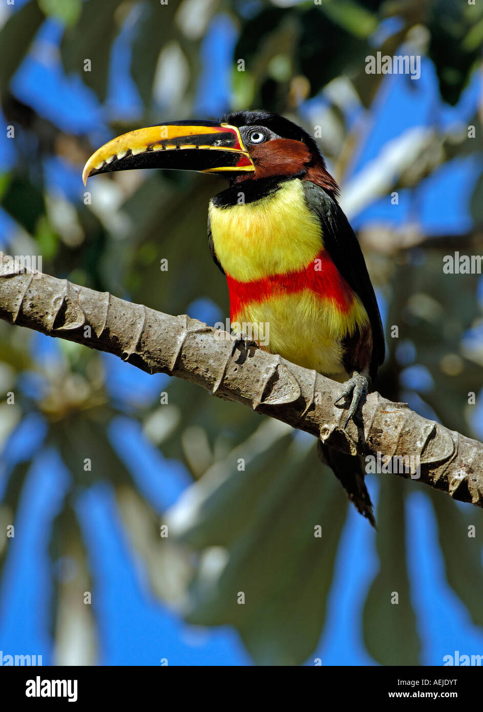 Small toucan, Pteroglossus castanotis, Pantanal, Brasil Stock Photo - Alamy