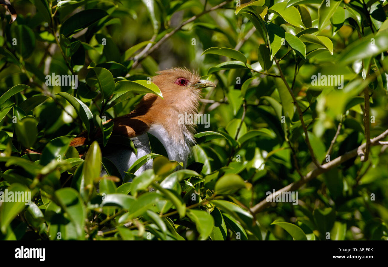 Cuckoo , Piaya cayana, Pantanal, Brasil Stock Photo - Alamy