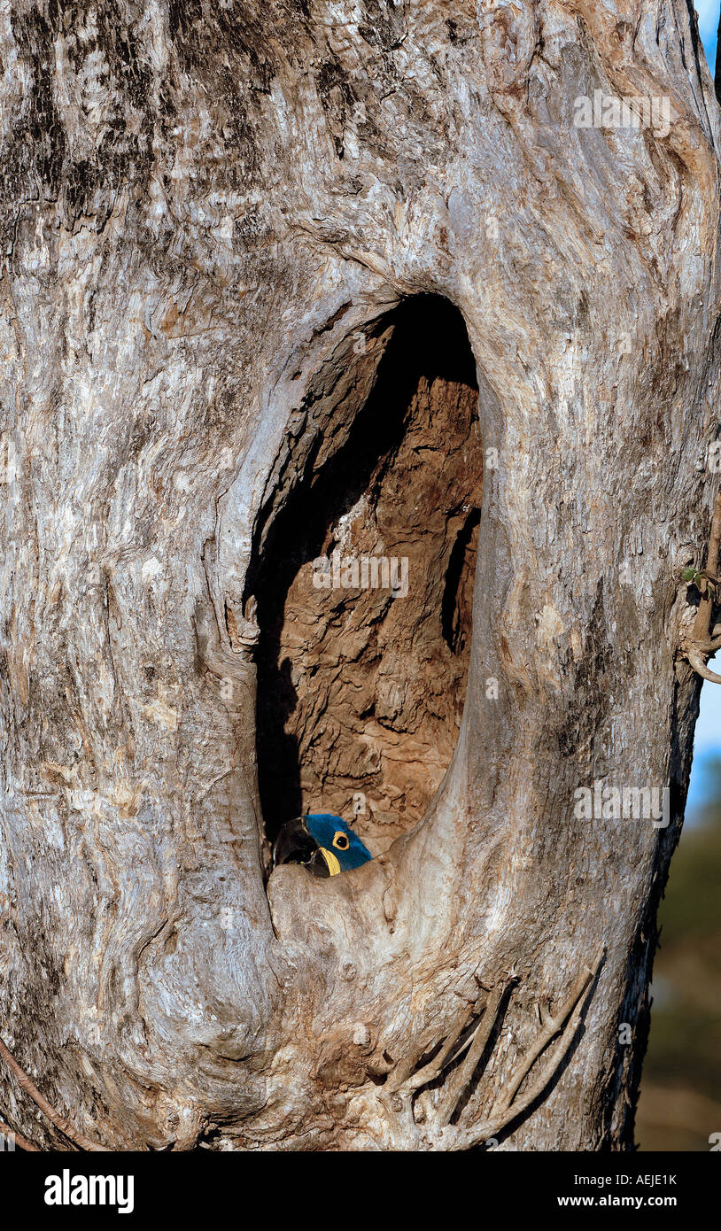 Blue Ara, macaw, Anodorhynchus hyacinthinus, Pantanal, Brasil Stock ...