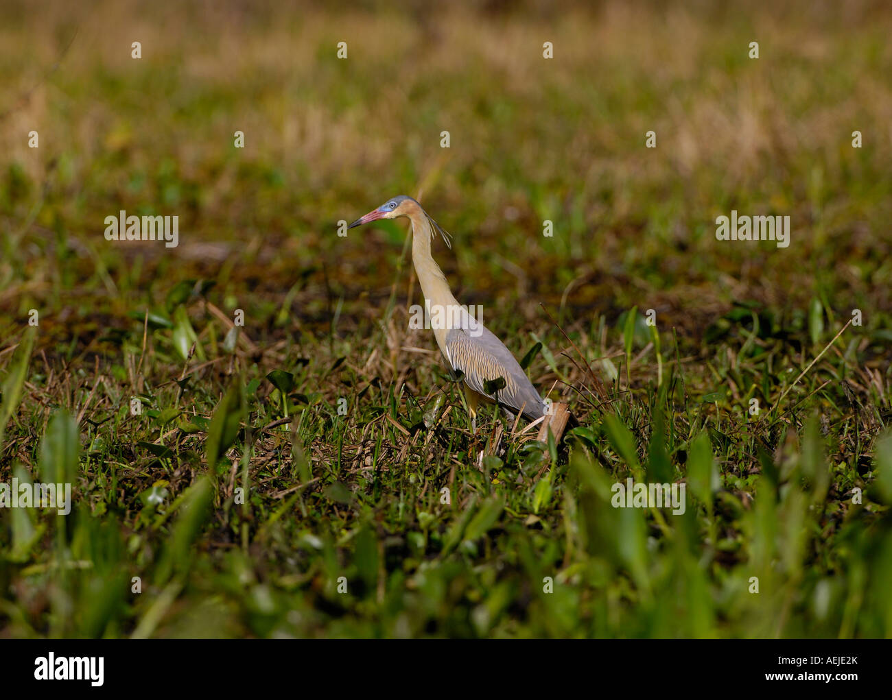 Syrigma sibilatrix, Pantanal, Brasilien Stock Photo - Alamy