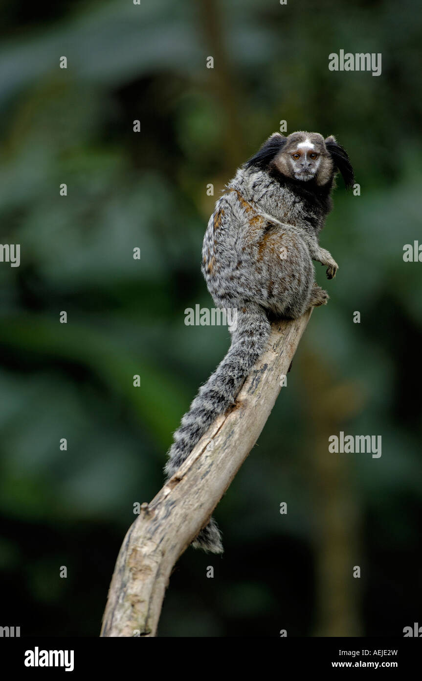 Callithrix penicillata hi-res stock photography and images - Alamy