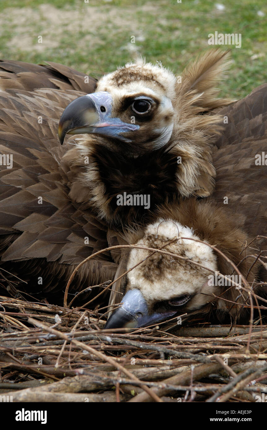 Vulture nest hi-res stock photography and images - Alamy
