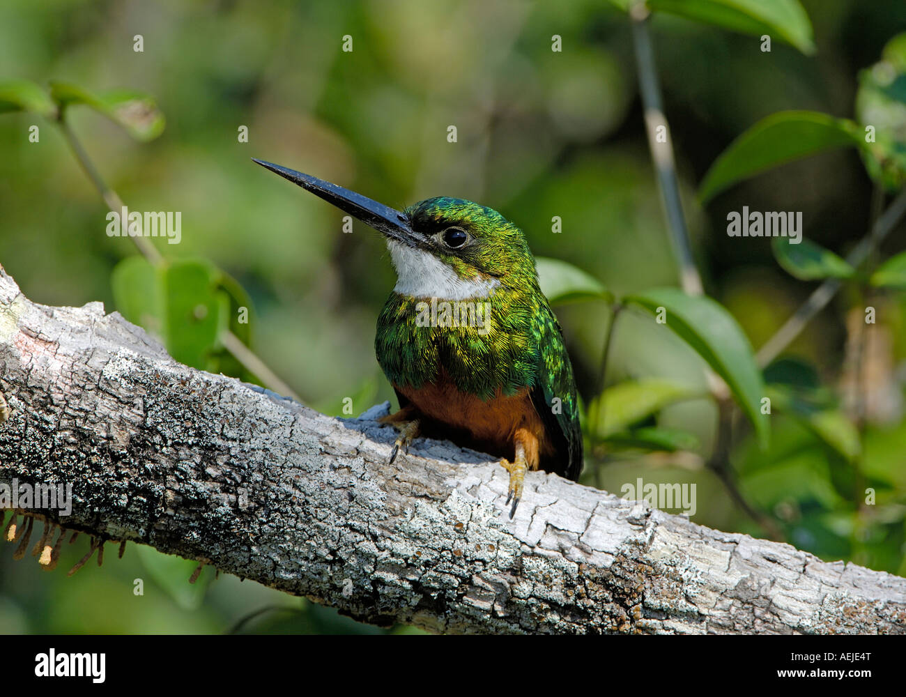 Galbula ruficauda, Pantanal, Brasil Stock Photo - Alamy