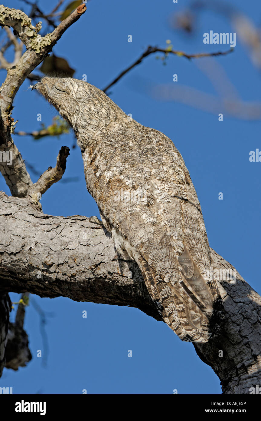 Nyctibius grandis, Pantanal, Brasil Stock Photo - Alamy