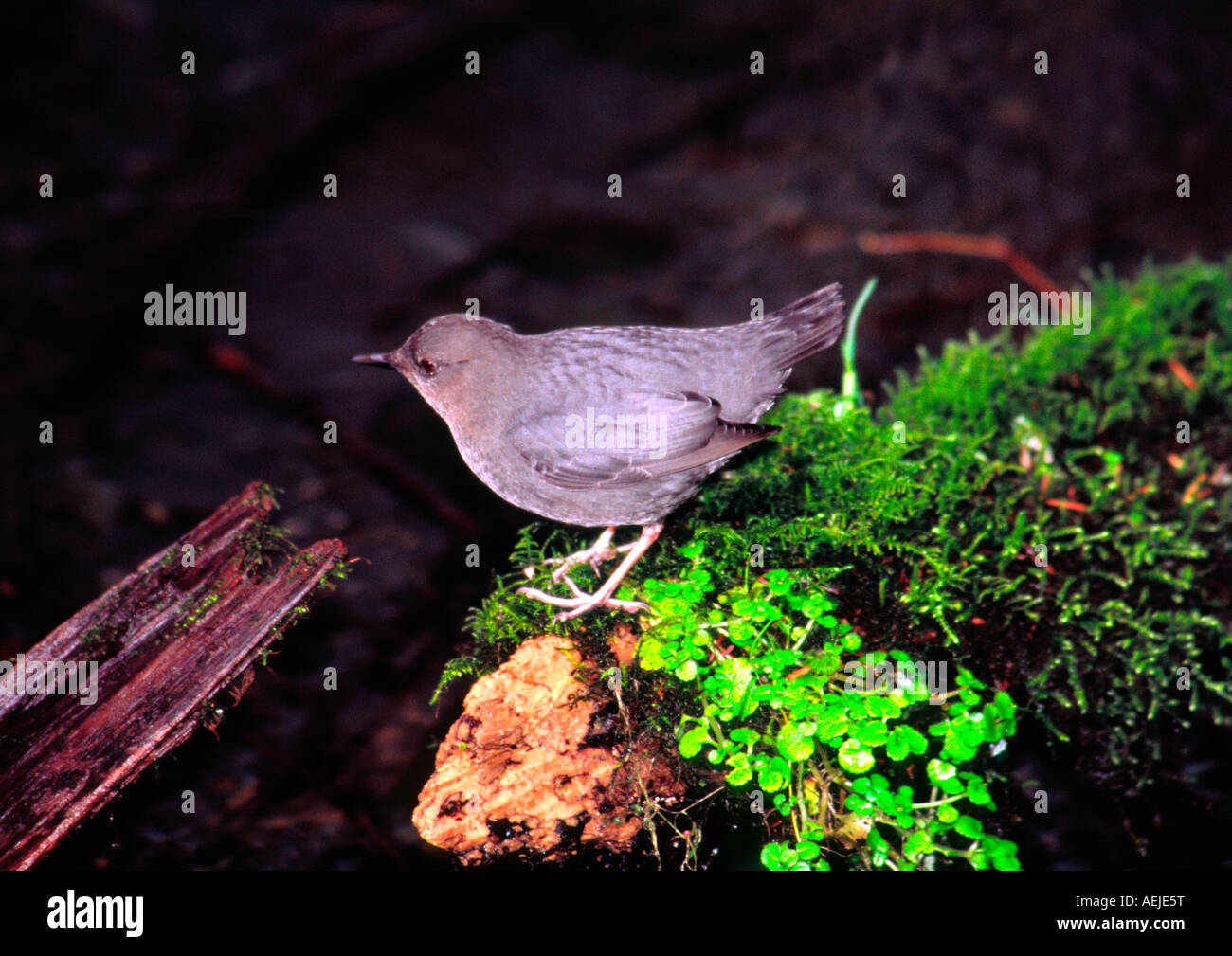 Pipit species hi-res stock photography and images - Alamy