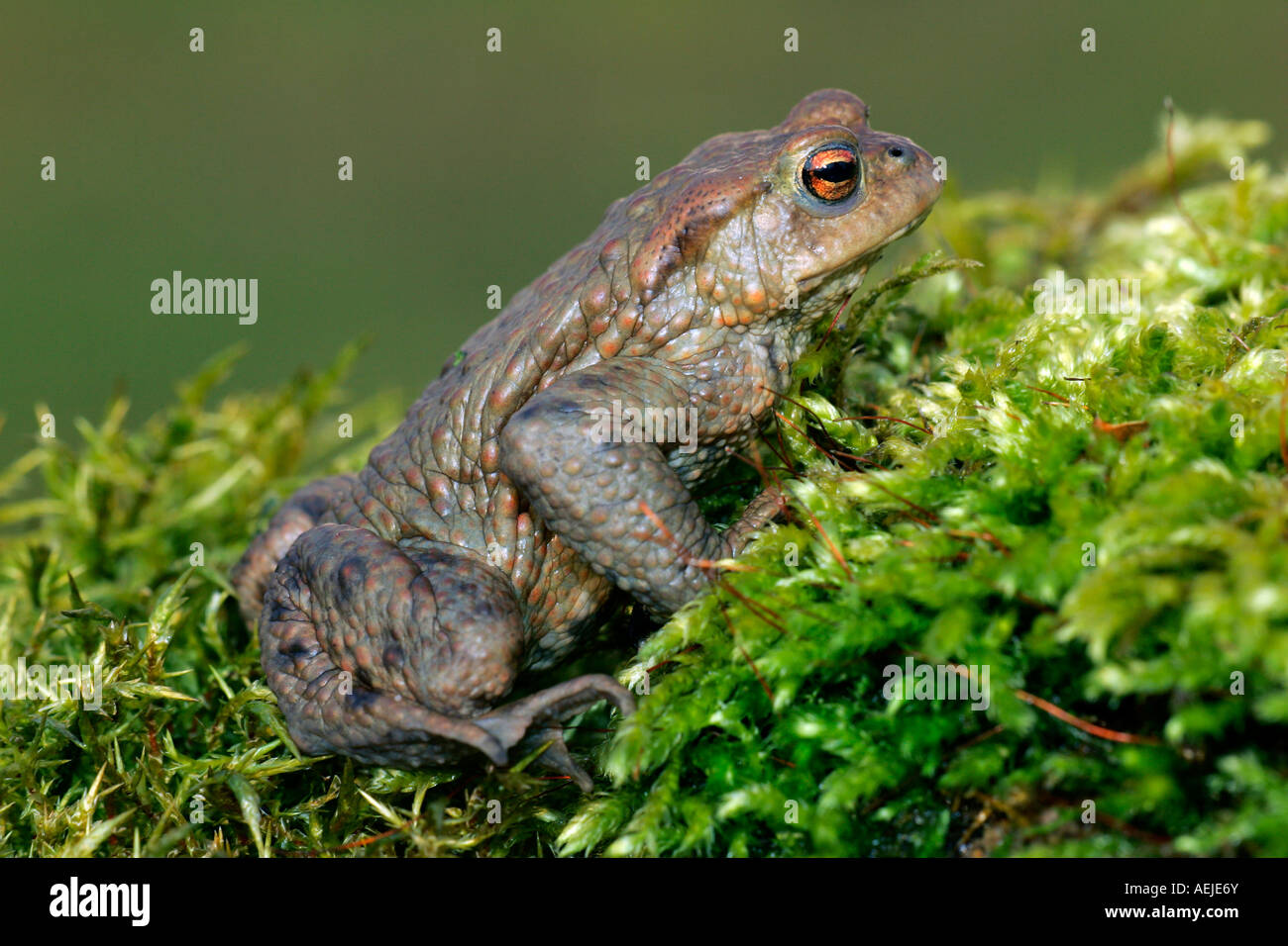 Krotenfoto hi-res stock photography and images - Alamy