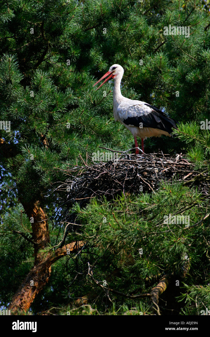 White stork nesting on a tree (Ciconia ciconia Stock Photo - Alamy