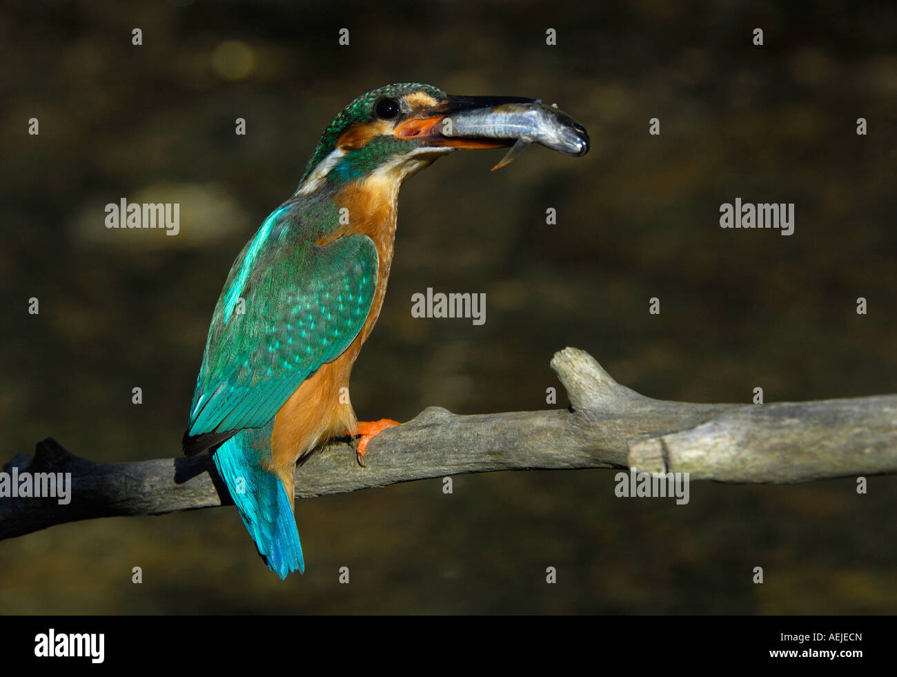 Kingfischer (Alcedo atthis Stock Photo - Alamy