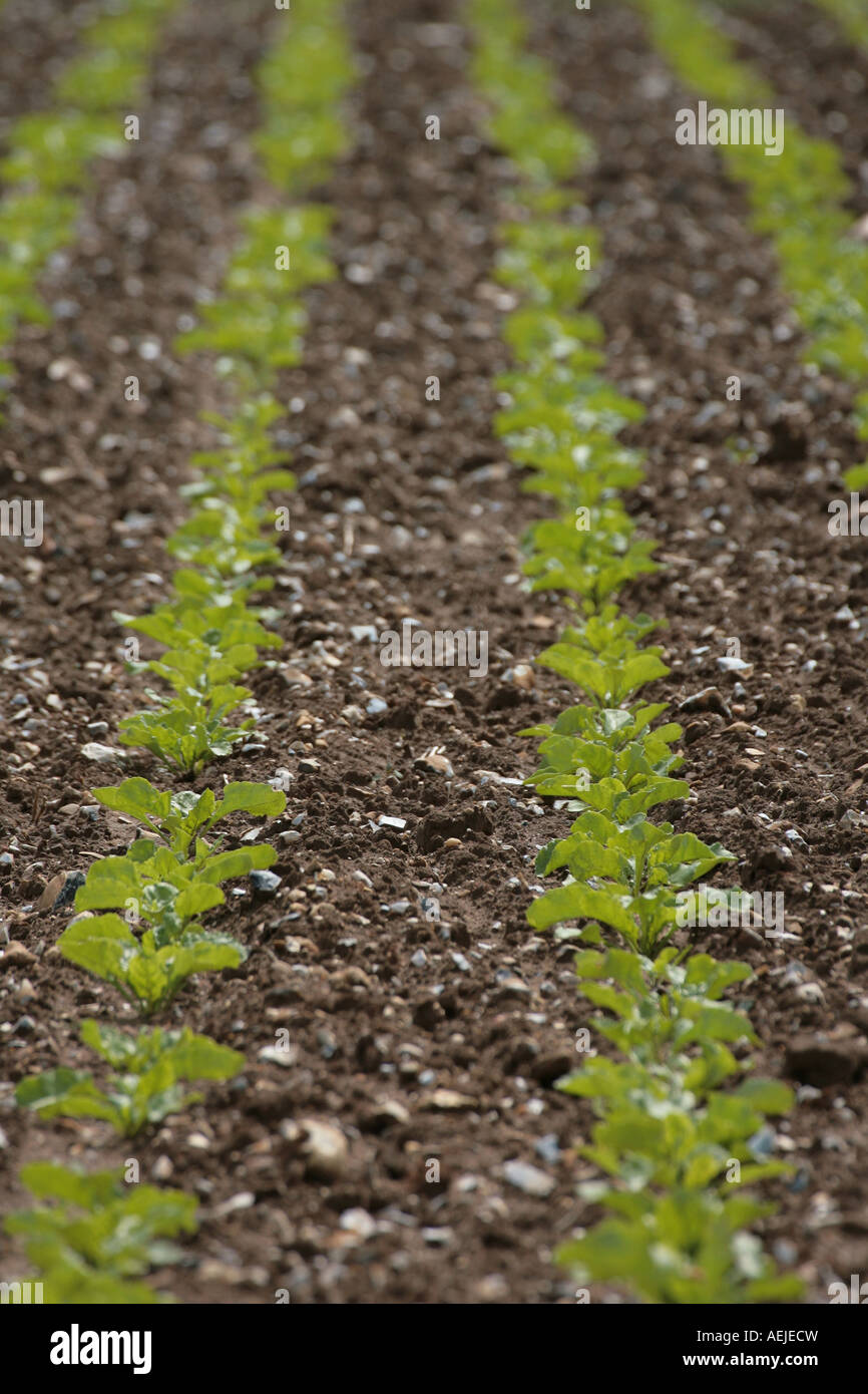 Sugar beet rows Stock Photo - Alamy