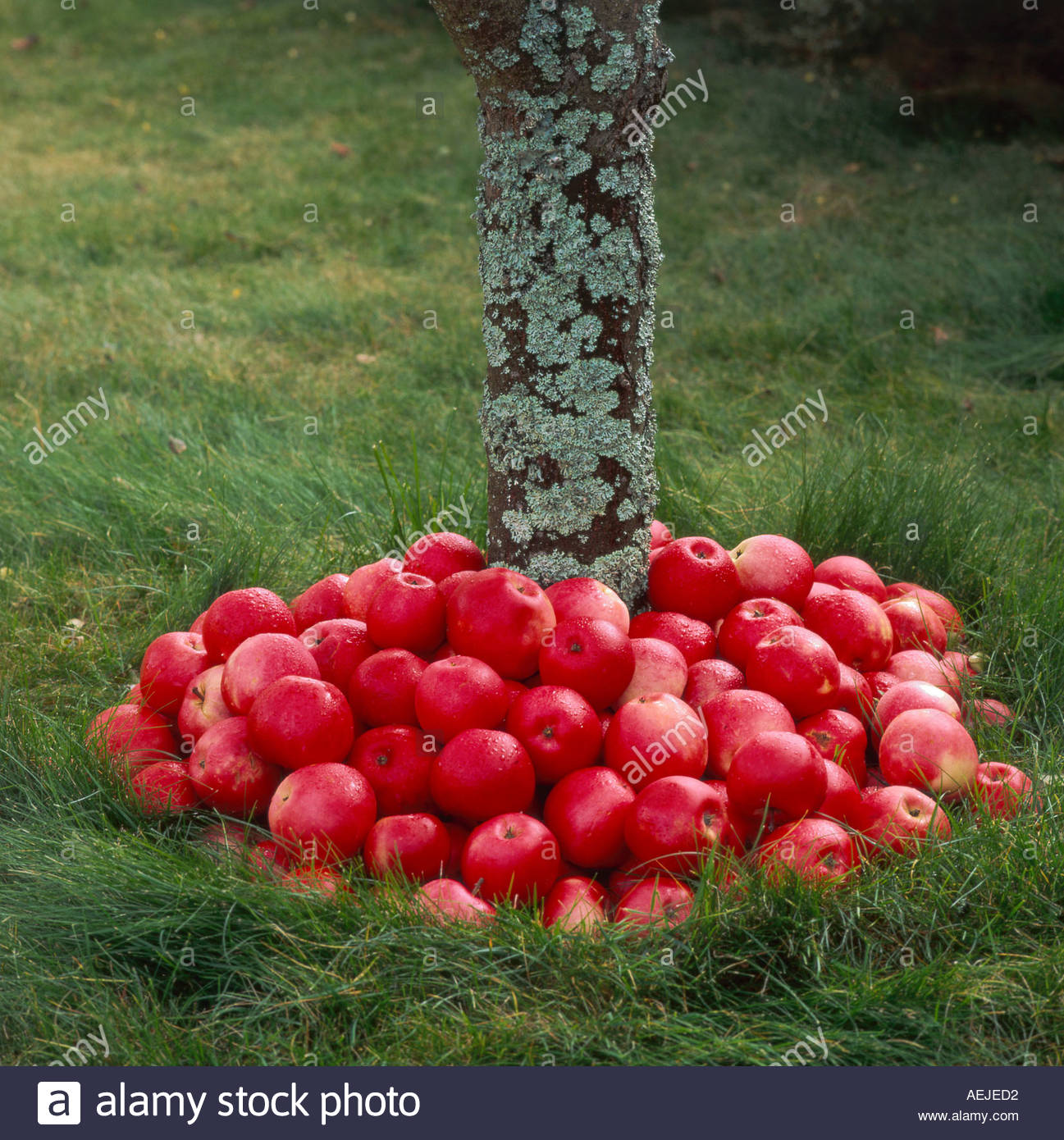 Hog Apple Stock Photos & Hog Apple Stock Images - Alamy