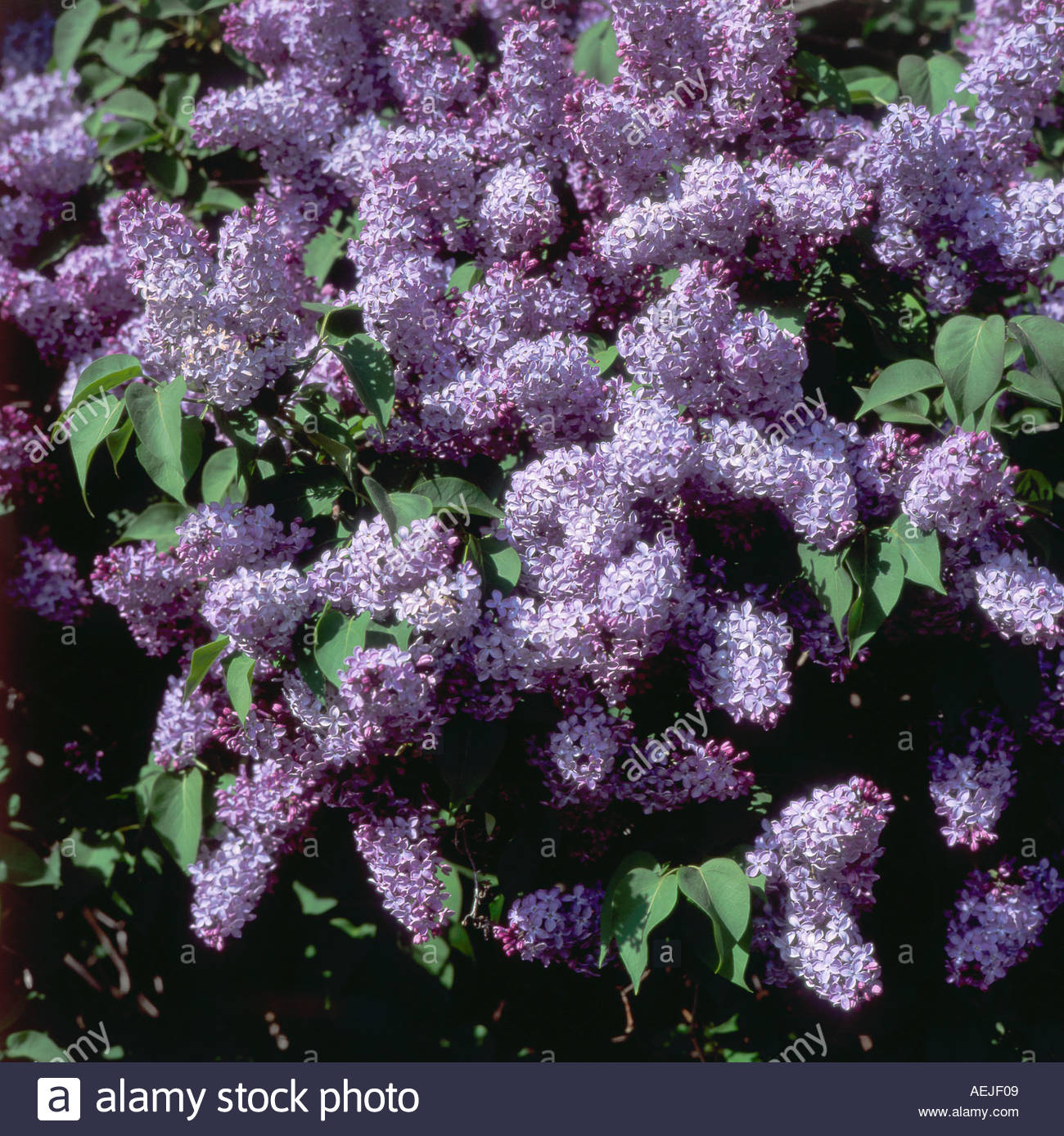 Syren Stock Photos & Syren Stock Images - Alamy