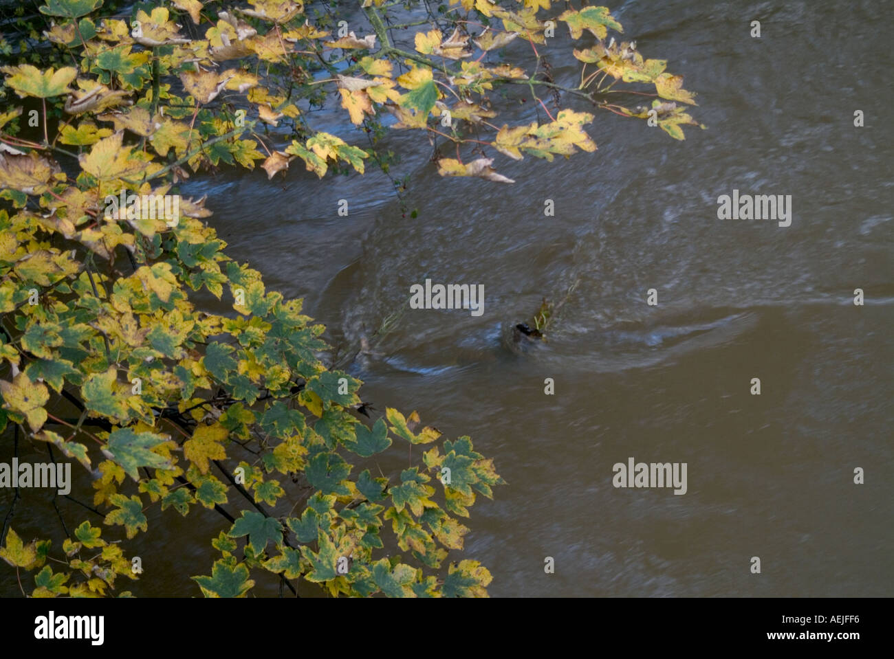 branches of tree over river Stock Photo - Alamy