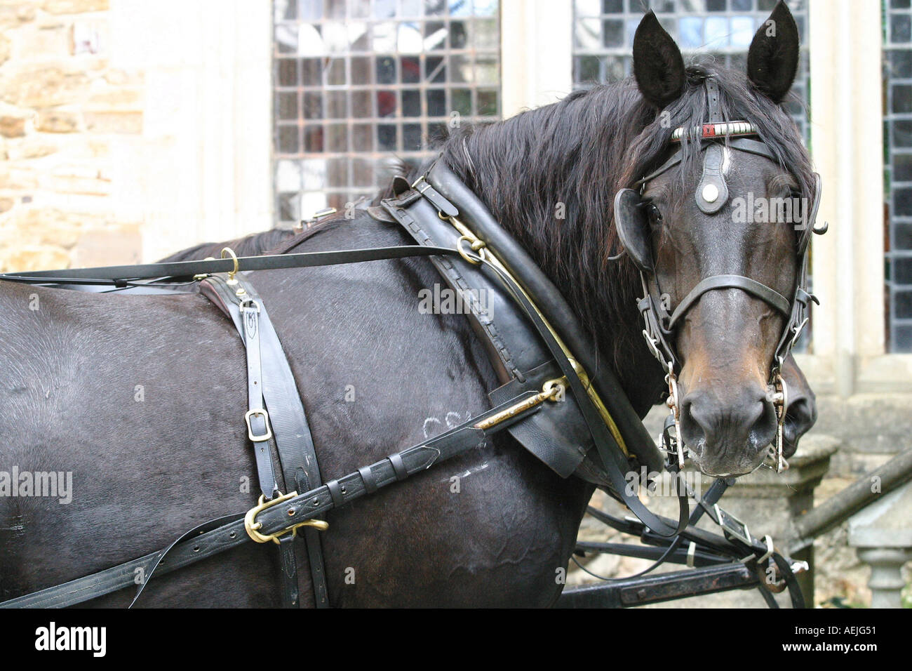 Drag carriage hi-res stock photography and images - Alamy