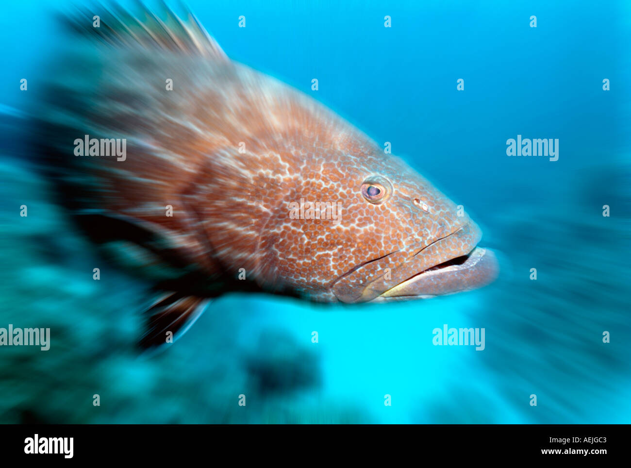 Spotted fish Stock Photo - Alamy