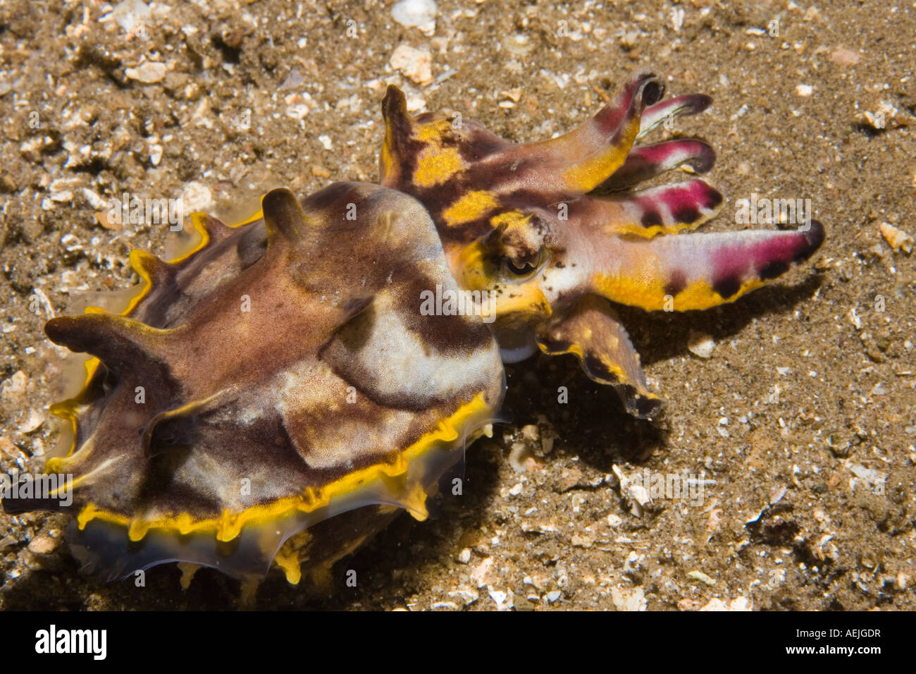 Pfeffers flamboyant cuttlefish metasepia pfefferi hi-res stock ...