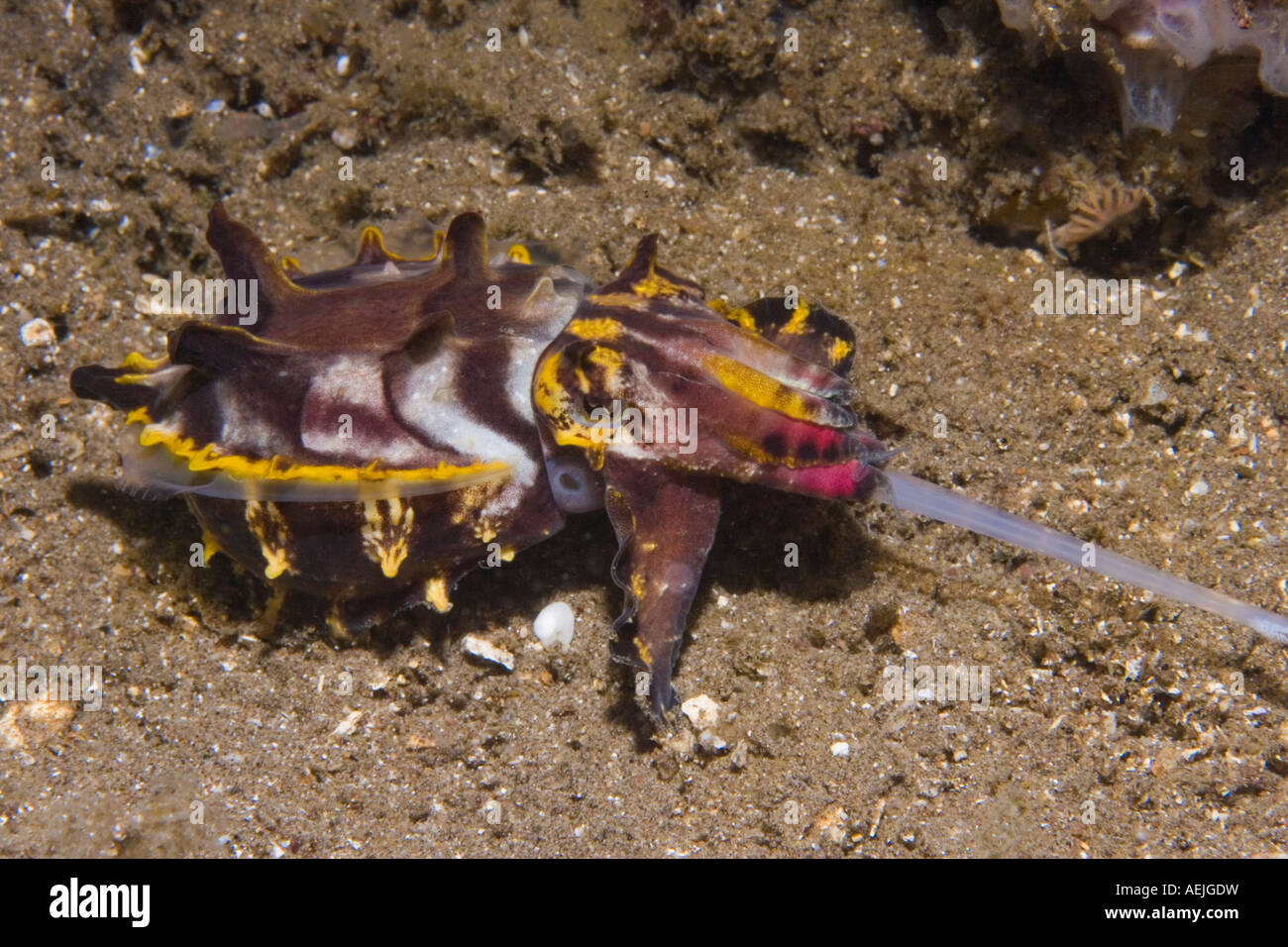 Flamboyant Cuttlefish Stock Photos & Flamboyant Cuttlefish Stock Images ...
