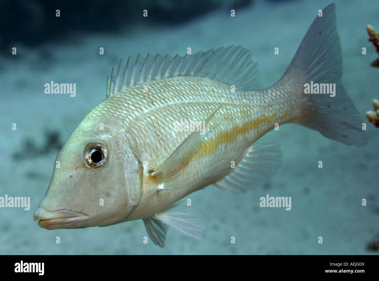 Orange-striped emperor, Lethrinus obsoletus, Red Sea Stock Photo - Alamy