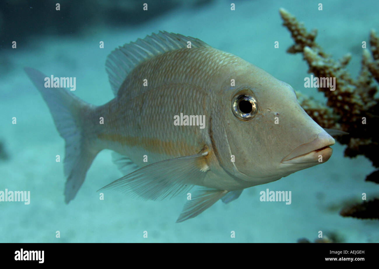 Red emperor fish hi-res stock photography and images - Alamy