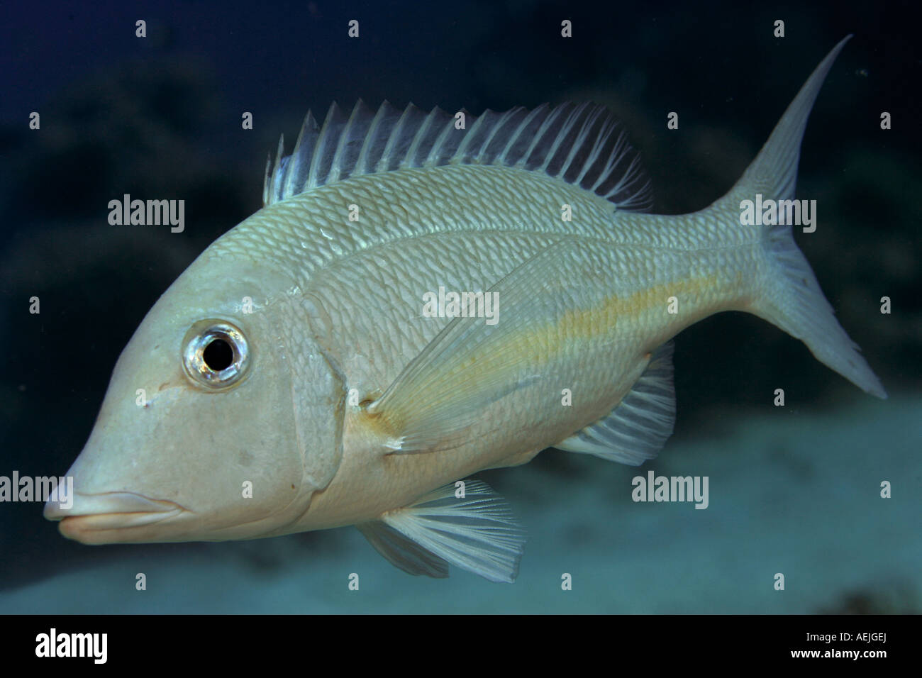 Orange-striped emperor, Lethrinus obsoletus, Red Sea Stock Photo - Alamy