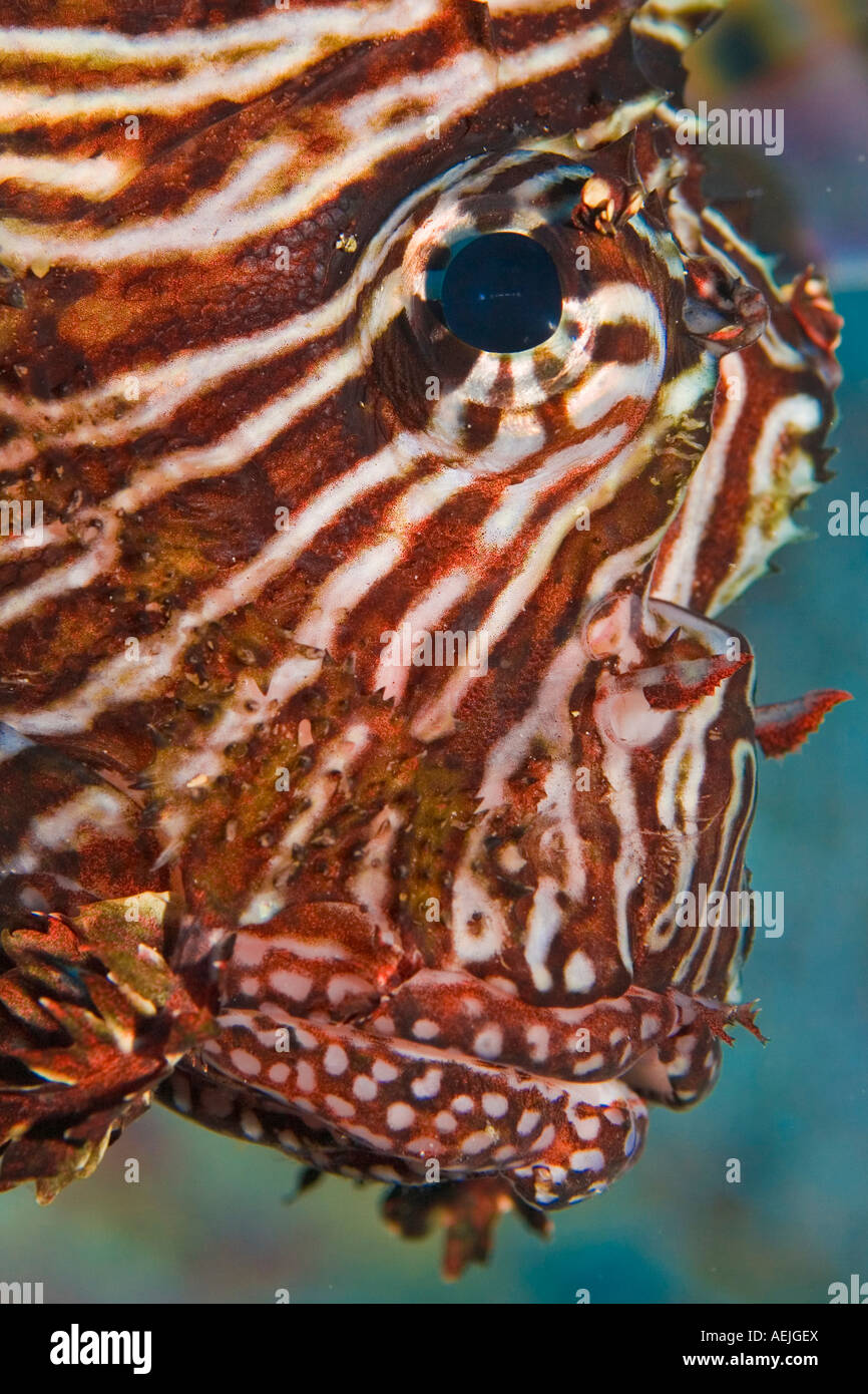 Eyes fish lionfish hi-res stock photography and images - Alamy