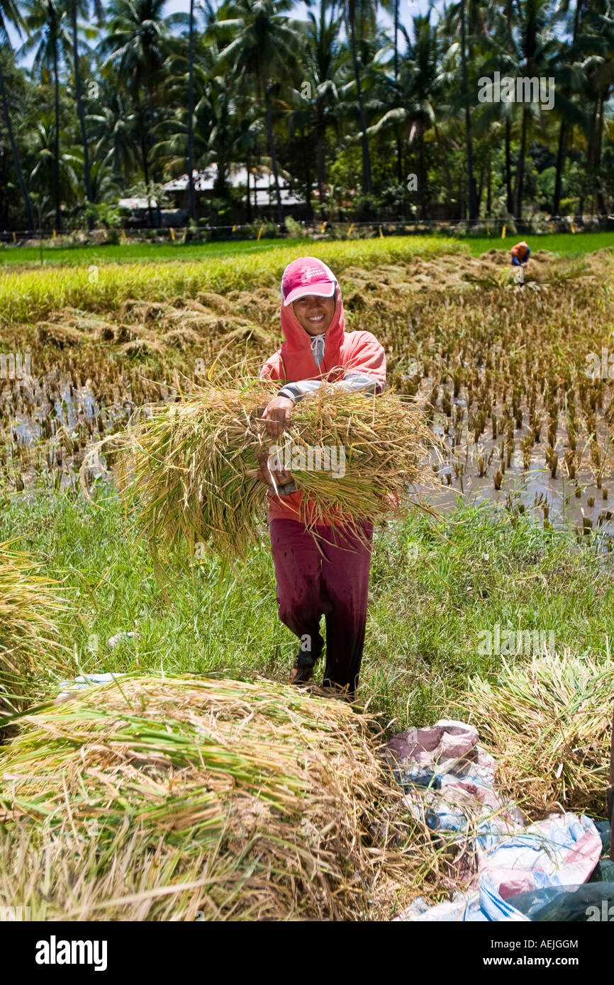 Harvesting rice on Negros, Philippines Stock Photo - Alamy