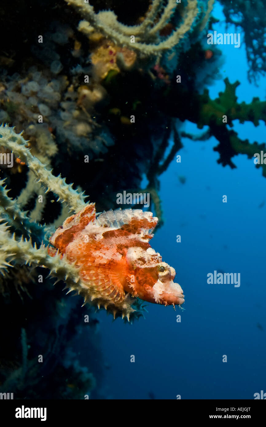Bearded scorpionfish, Scorpaenopsis barbatus Stock Photo - Alamy