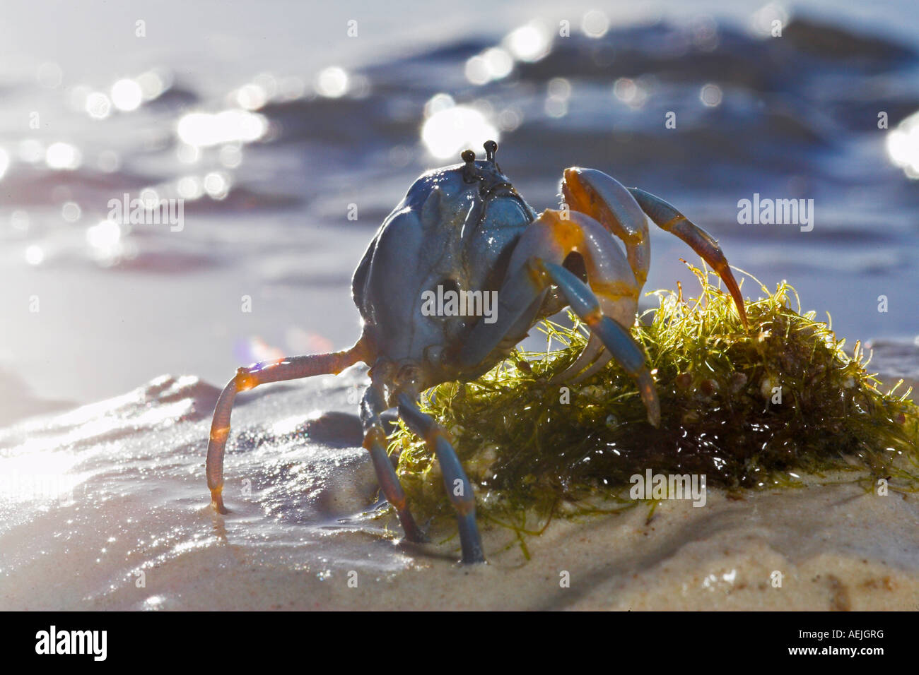 Soldier crab in the sand, Phillipines Stock Photo - Alamy