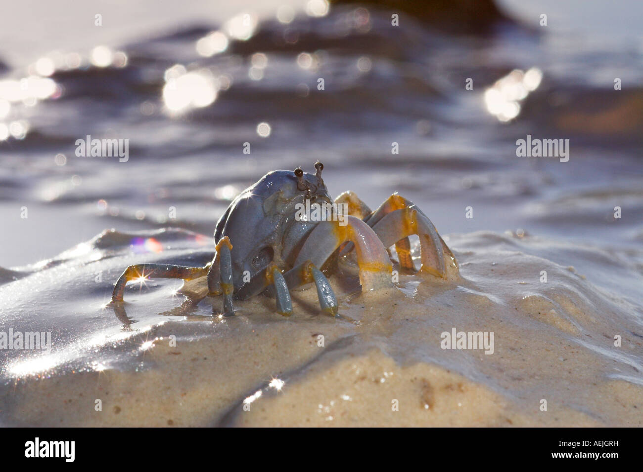 Soldier crab in the sand, Phillipines Stock Photo - Alamy