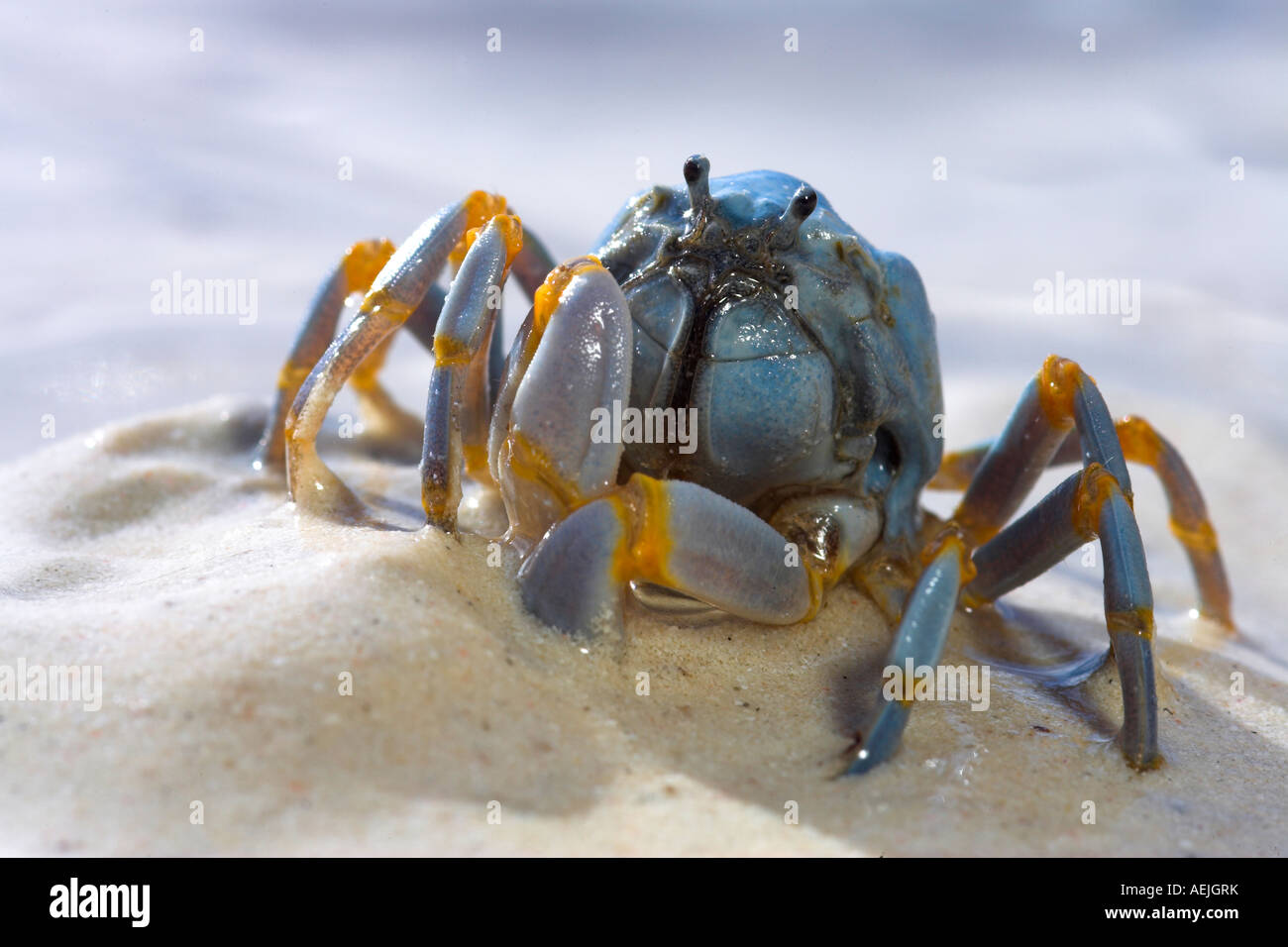 Soldier crab in the sand, Phillipines Stock Photo - Alamy