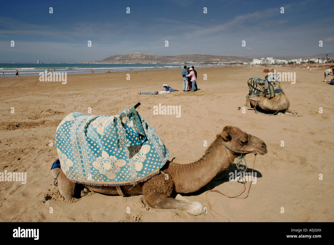 Relaxing camel at the beach of Agadir, Morocco, Africa Stock Photo - Alamy