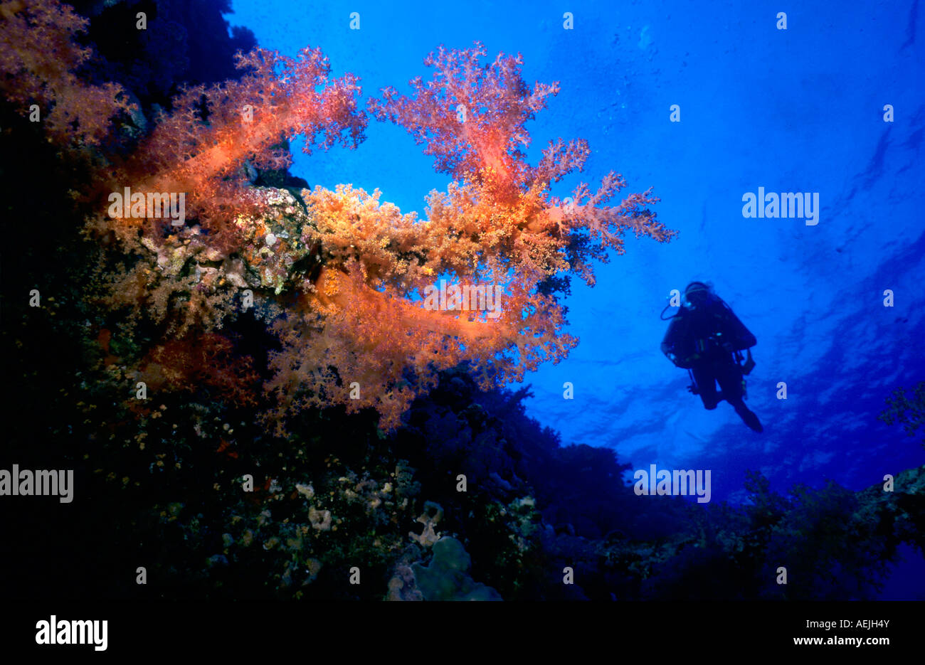 Diver behind a soft coral Dendronephthya, Red Sea Stock Photo - Alamy