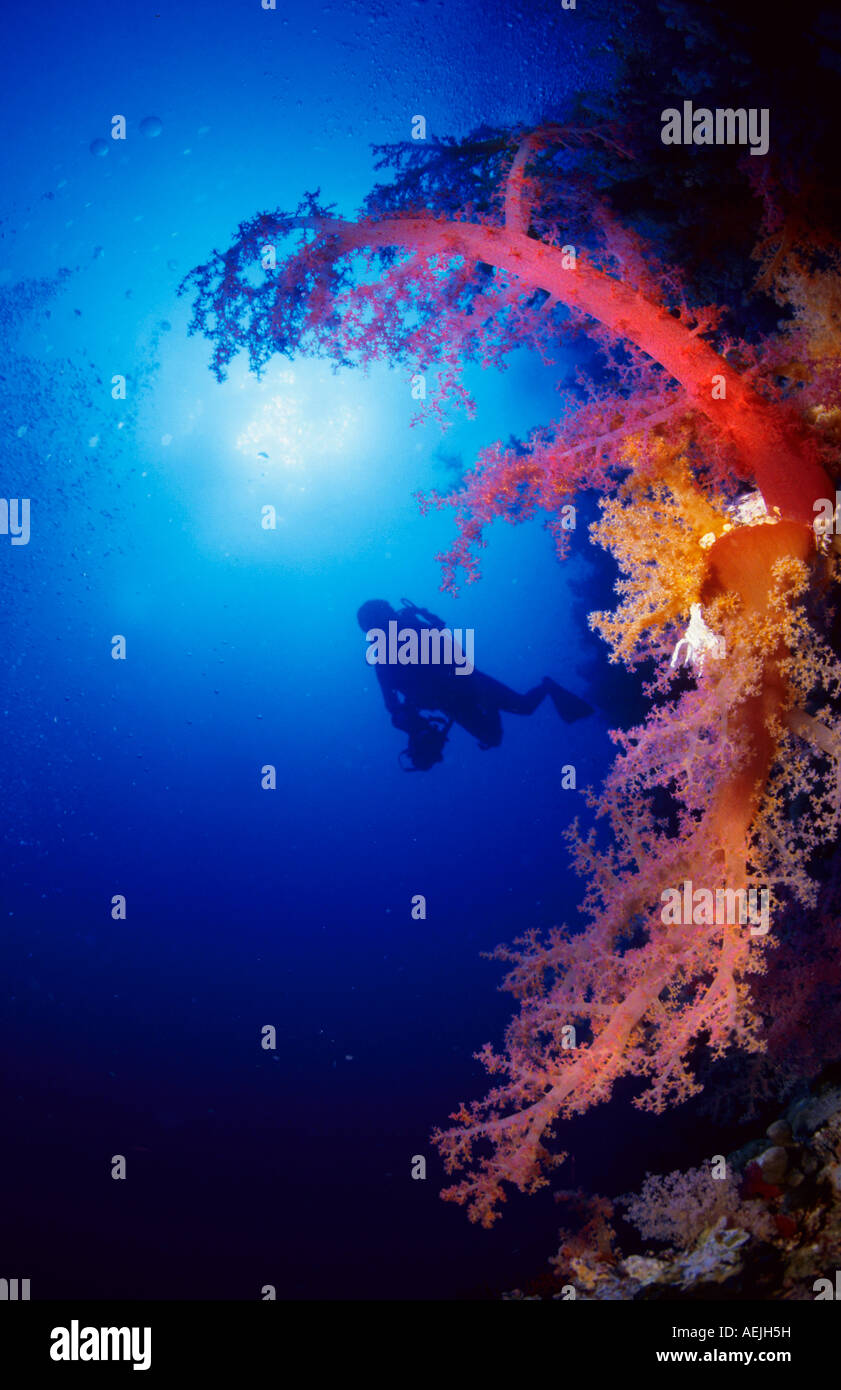 Diver behind a soft coral Dendronephthya, Red Sea Stock Photo - Alamy