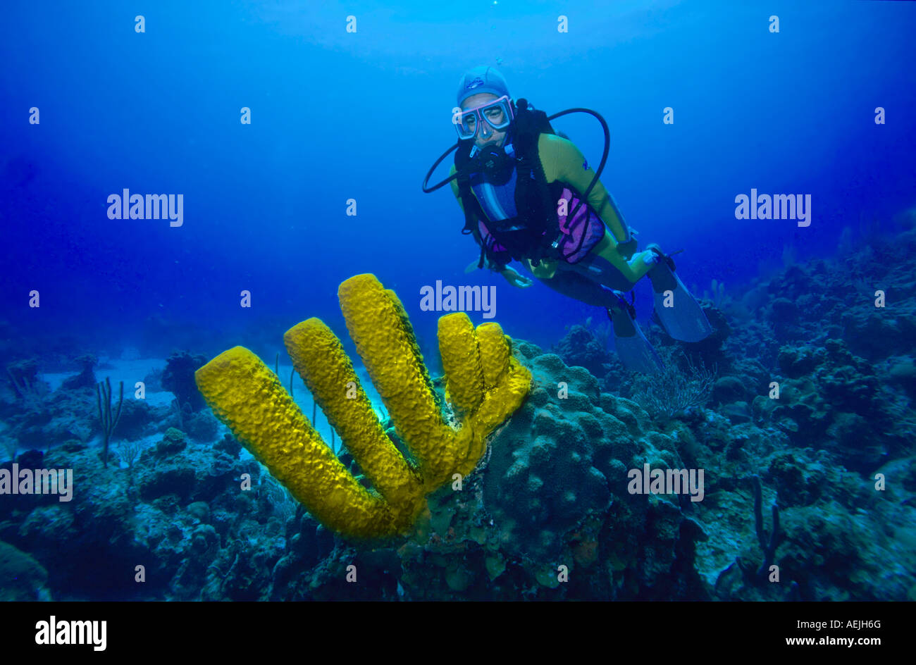 Colourful tube sponge hi-res stock photography and images - Alamy