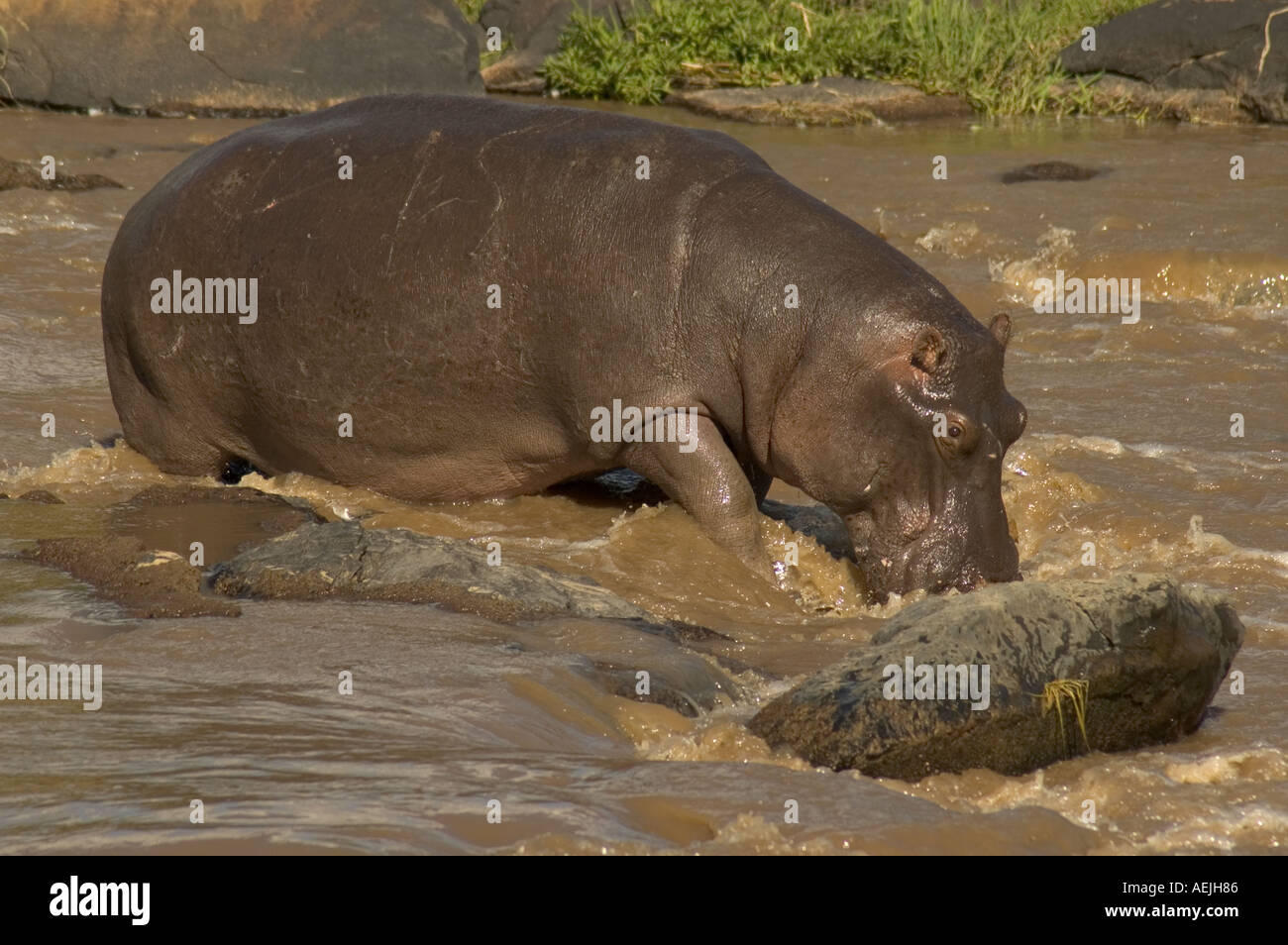Hippopotamus amphibus hi-res stock photography and images - Alamy