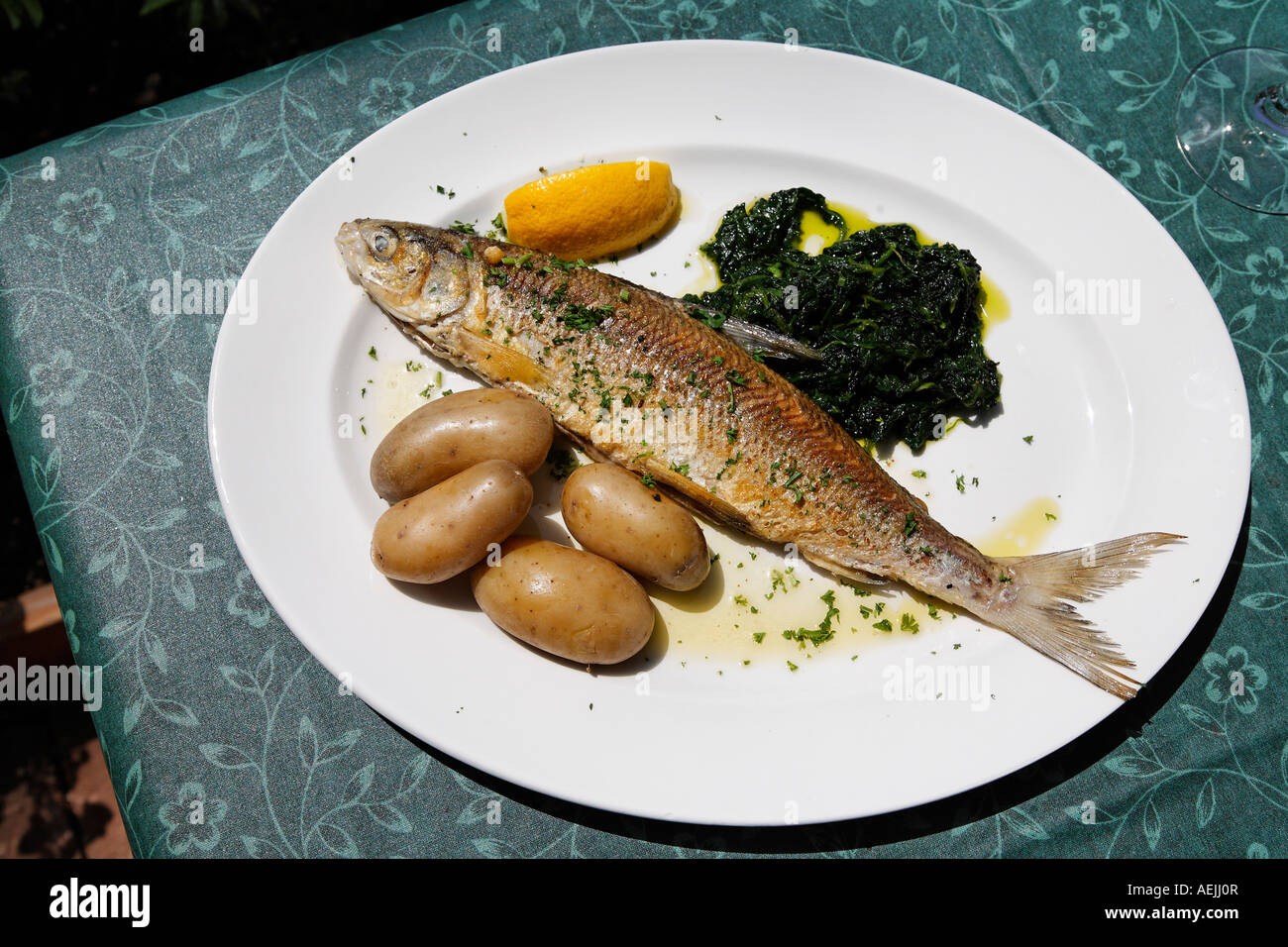 Common whitefish, Bavaria, Germany Stock Photo - Alamy