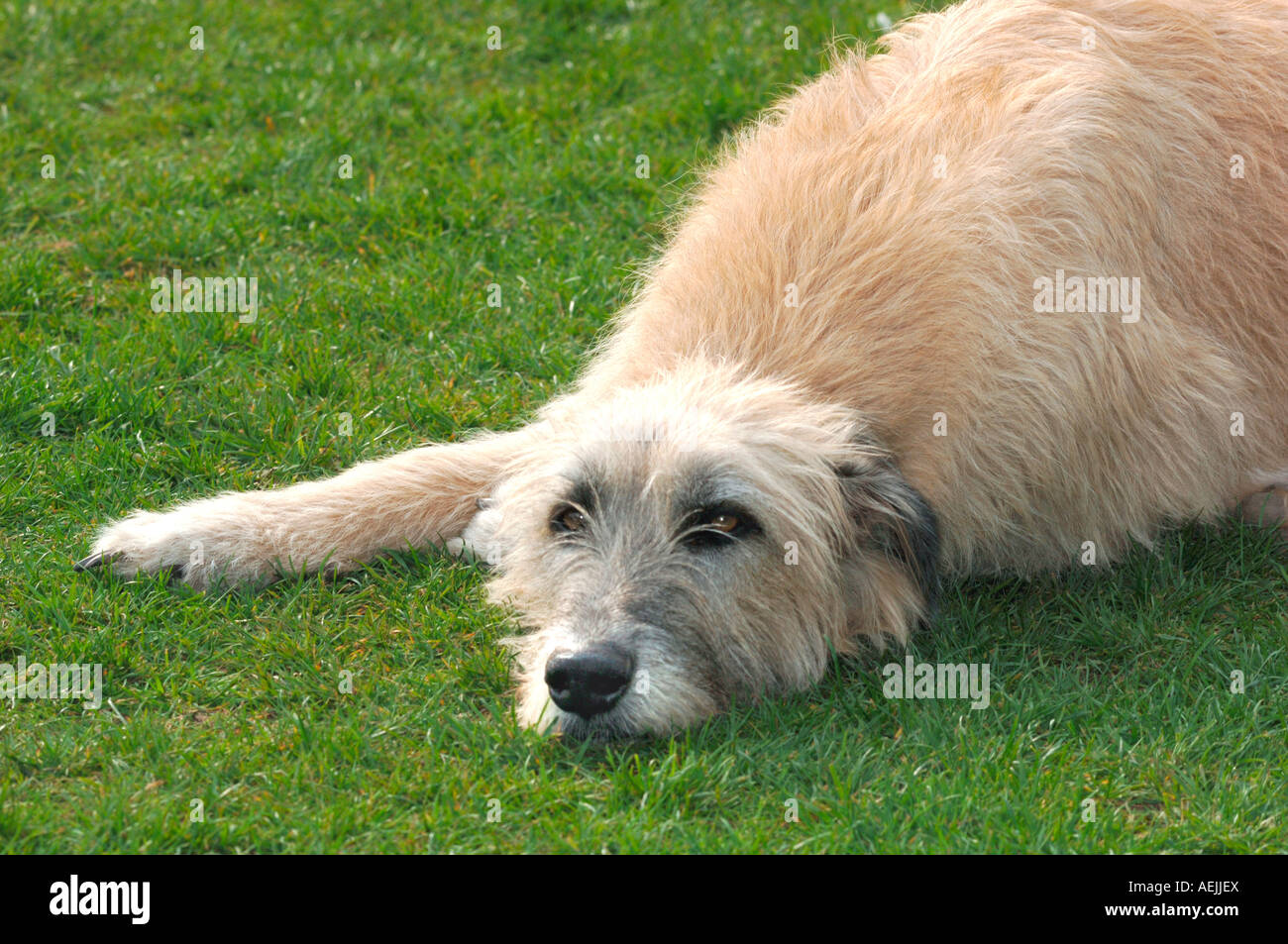 An Irish Wolf Hound Stock Photo - Alamy