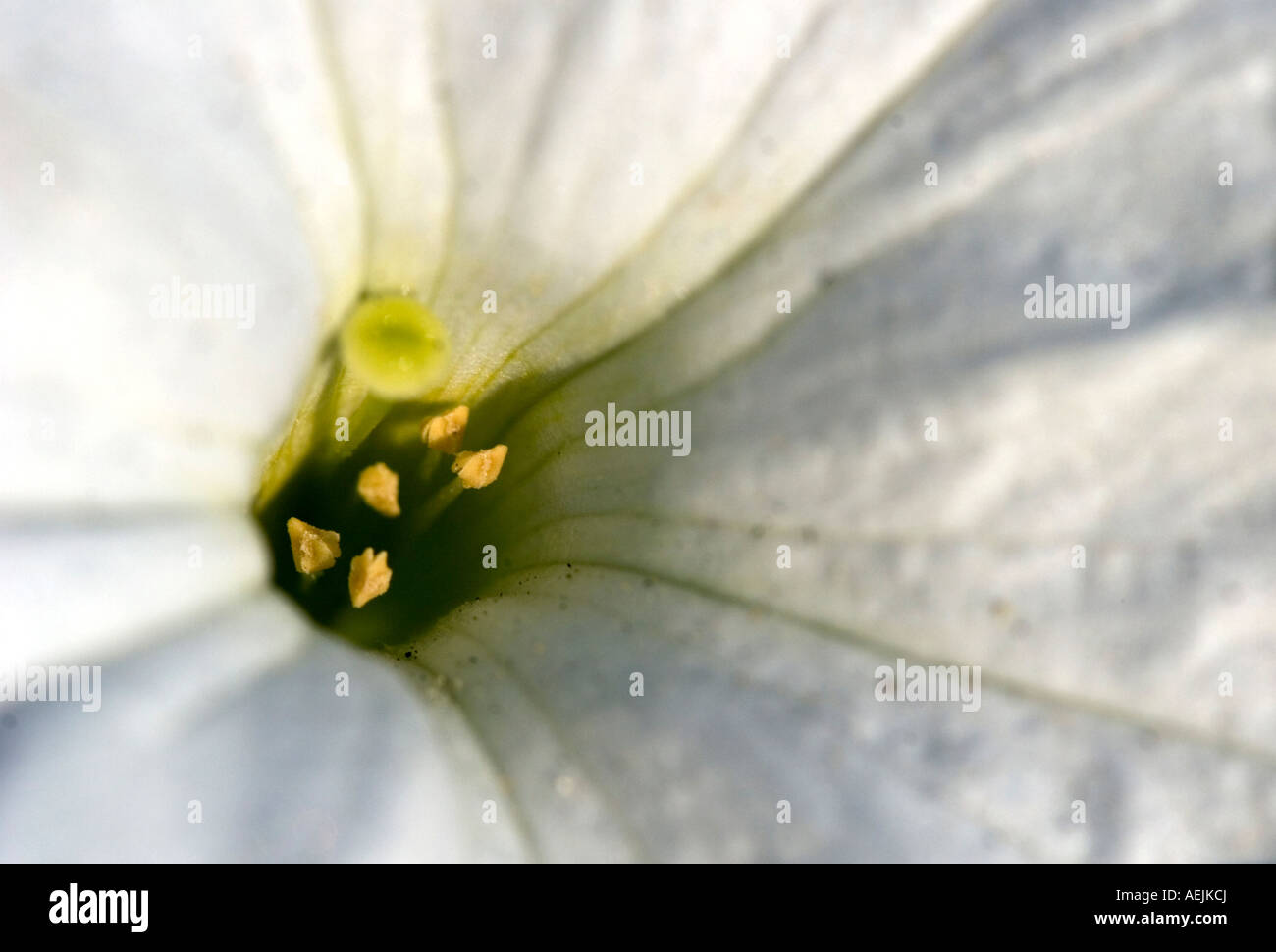 Stigma cells hi-res stock photography and images - Alamy