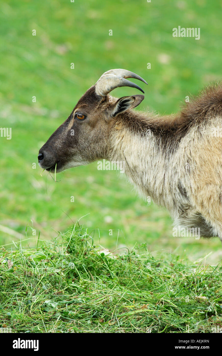 Thar tier hi-res stock photography and images - Alamy