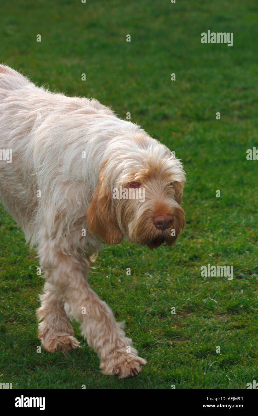Italian Spinone Dog Stock Photo - Alamy