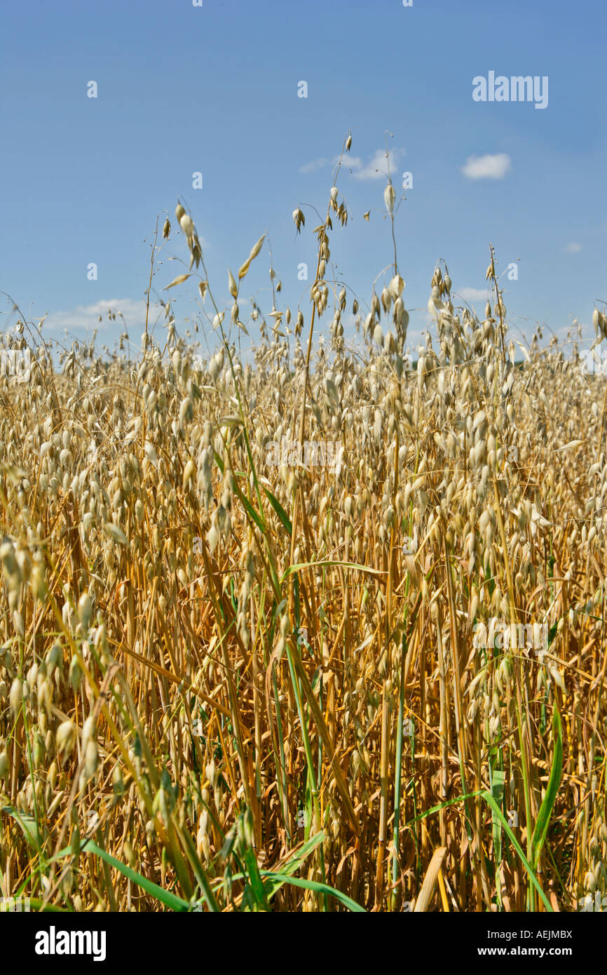 Oat field hi-res stock photography and images - Alamy